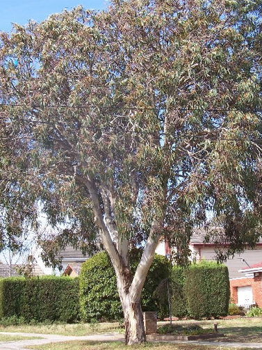 Yellow Gum