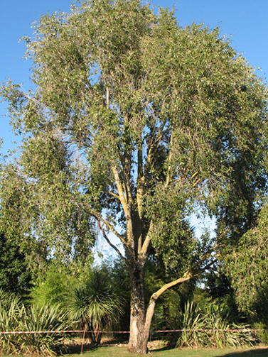 Chinese Poplar